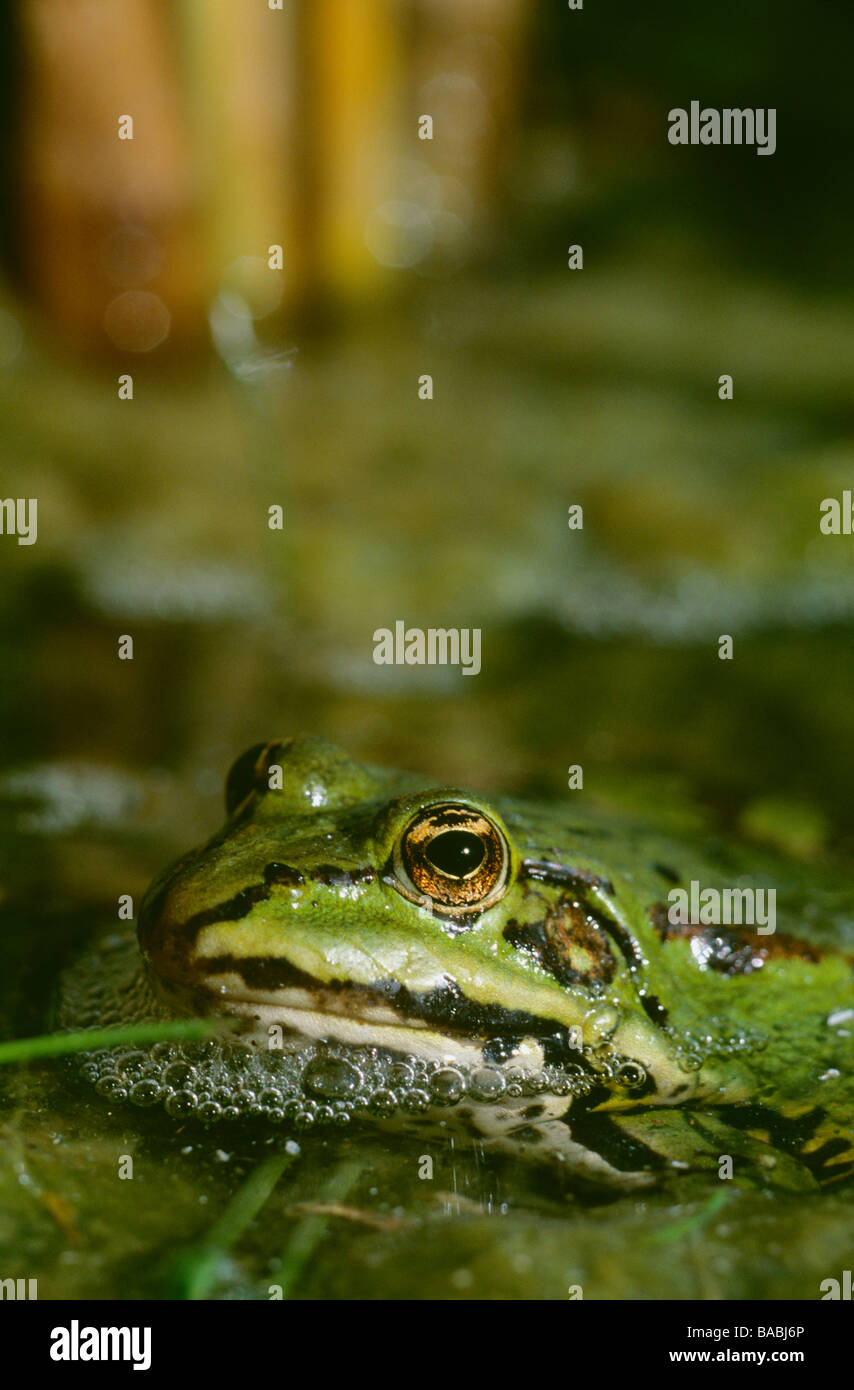 Frog in pond Stock Photo - Alamy