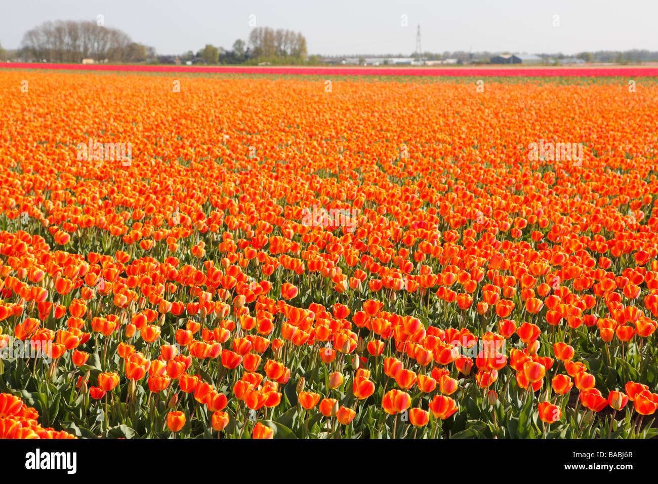 Netherlands field hi-res stock photography and images - Alamy