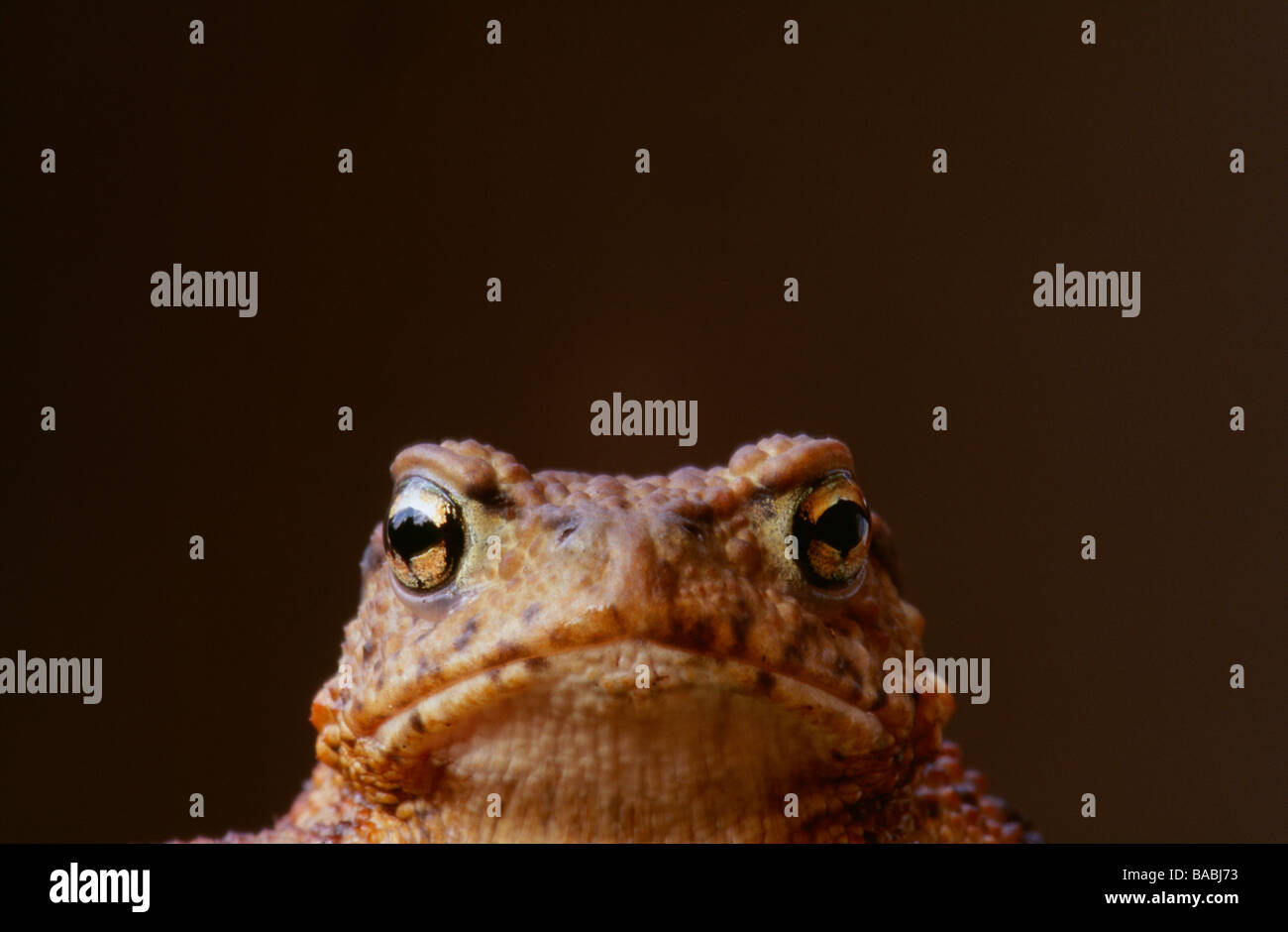 Frog leaps hi-res stock photography and images - Alamy