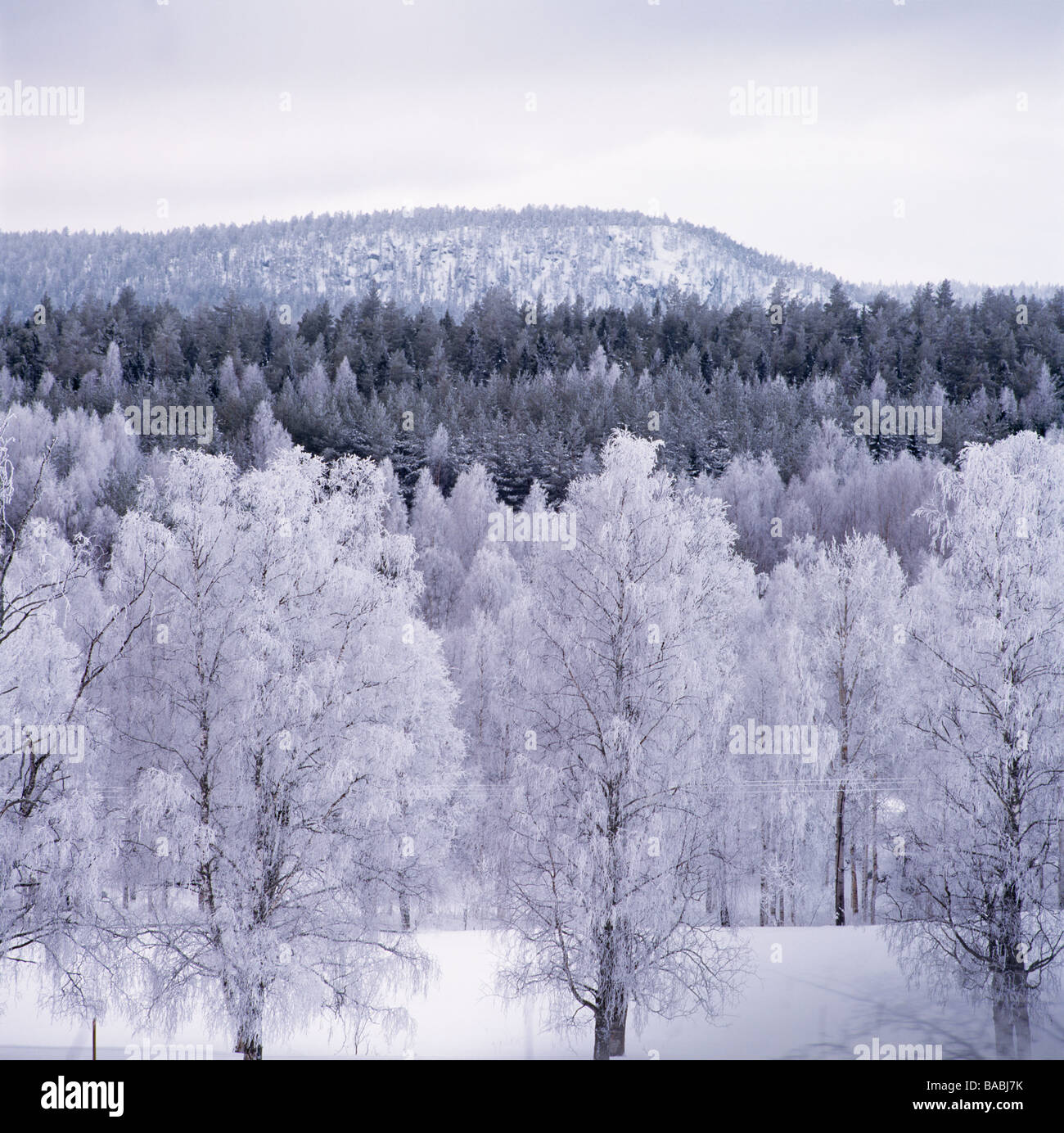 Snow-clad trees by mountain Stock Photo - Alamy