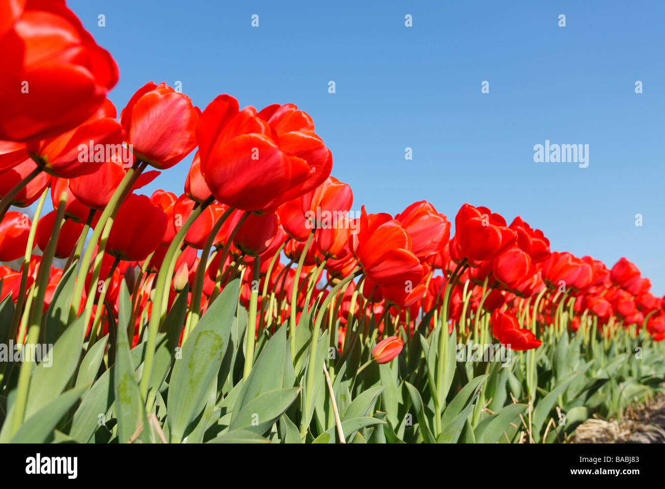 Fields of tulips, Town of Lisse area, Netherlands Stock Photo - Alamy