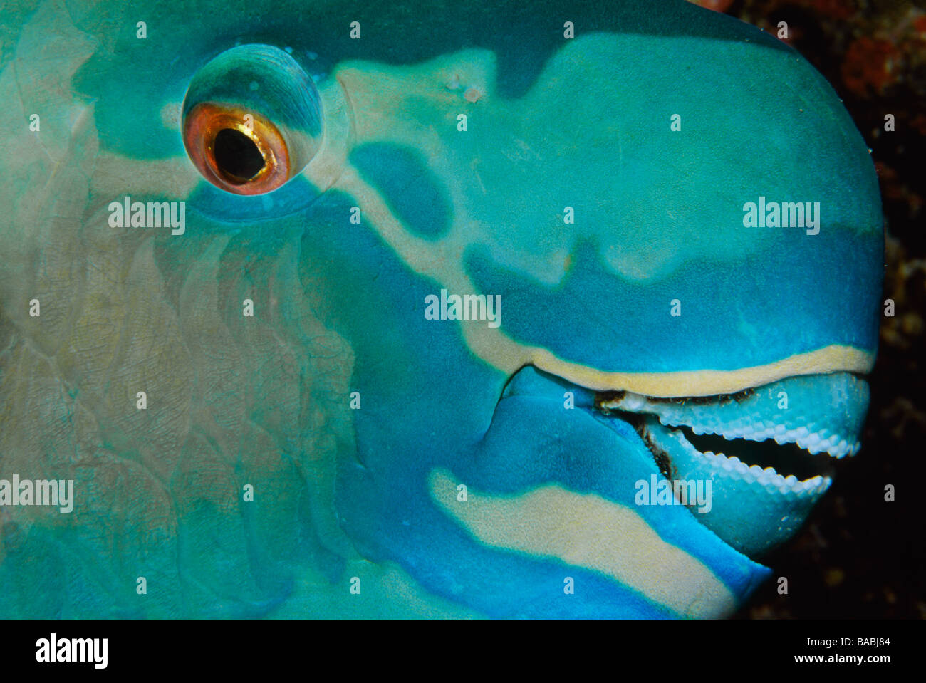 Blue fish close-up Stock Photo - Alamy