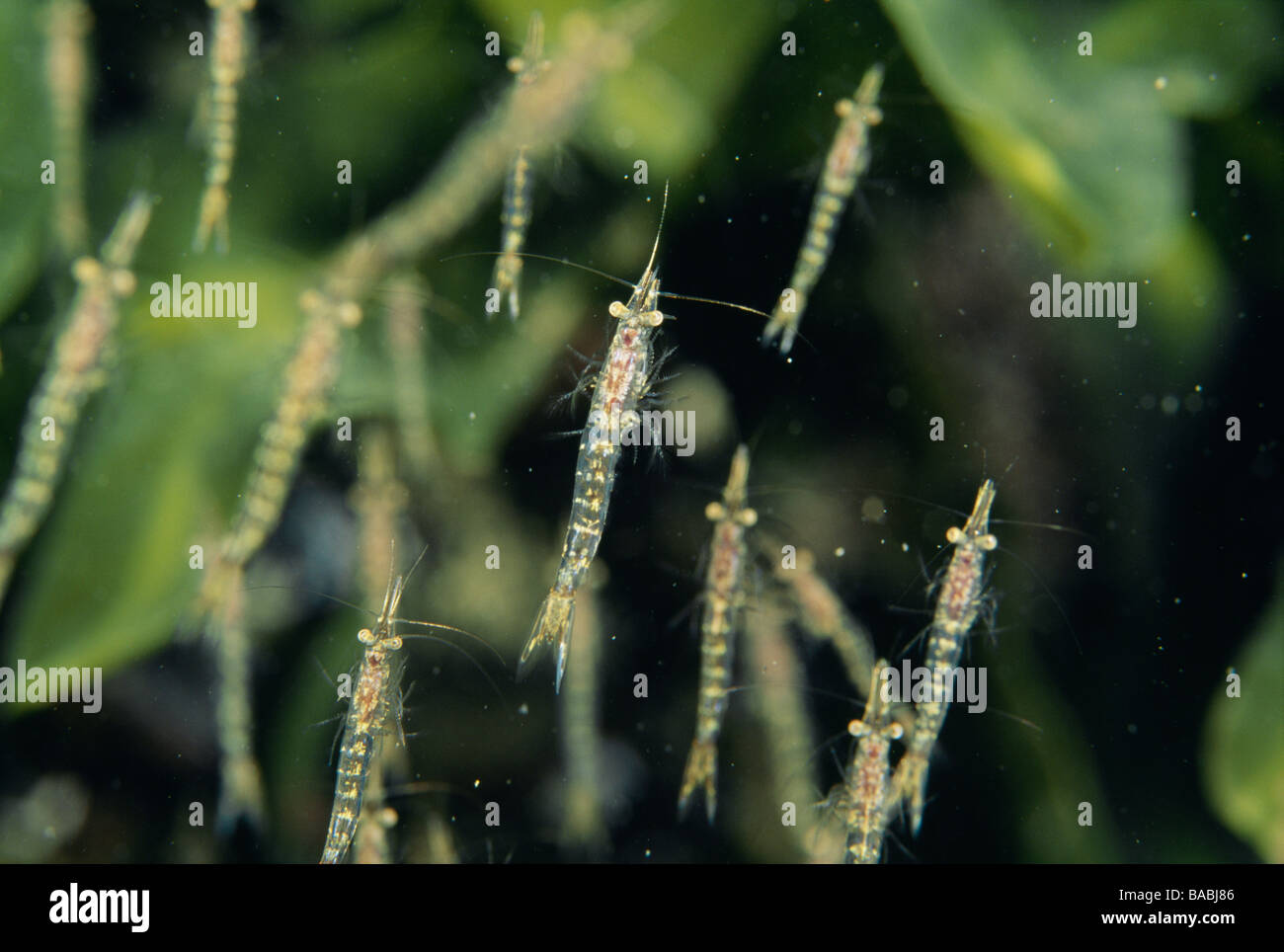 Marine insects hi-res stock photography and images - Alamy