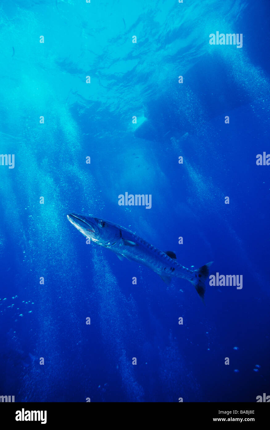 Fish swimming in sea Stock Photo - Alamy