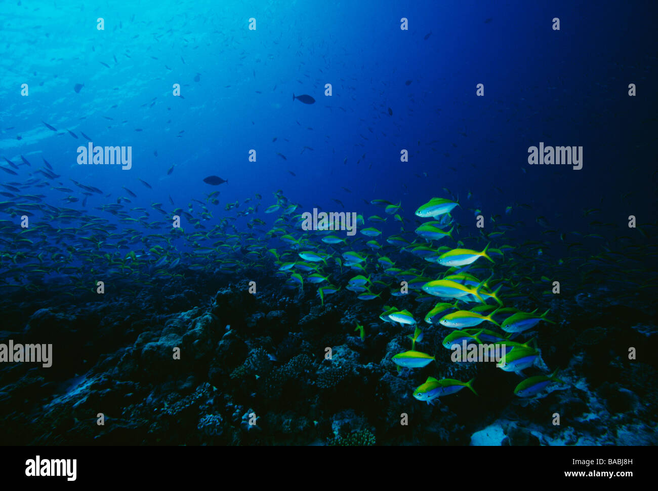 School of fish swimming in water Stock Photo - Alamy