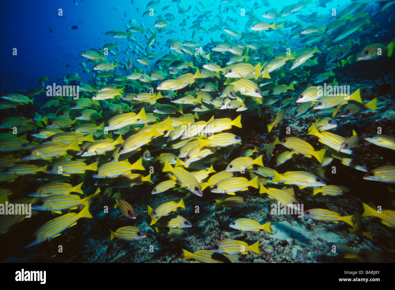 School of fish swimming in water Stock Photo - Alamy