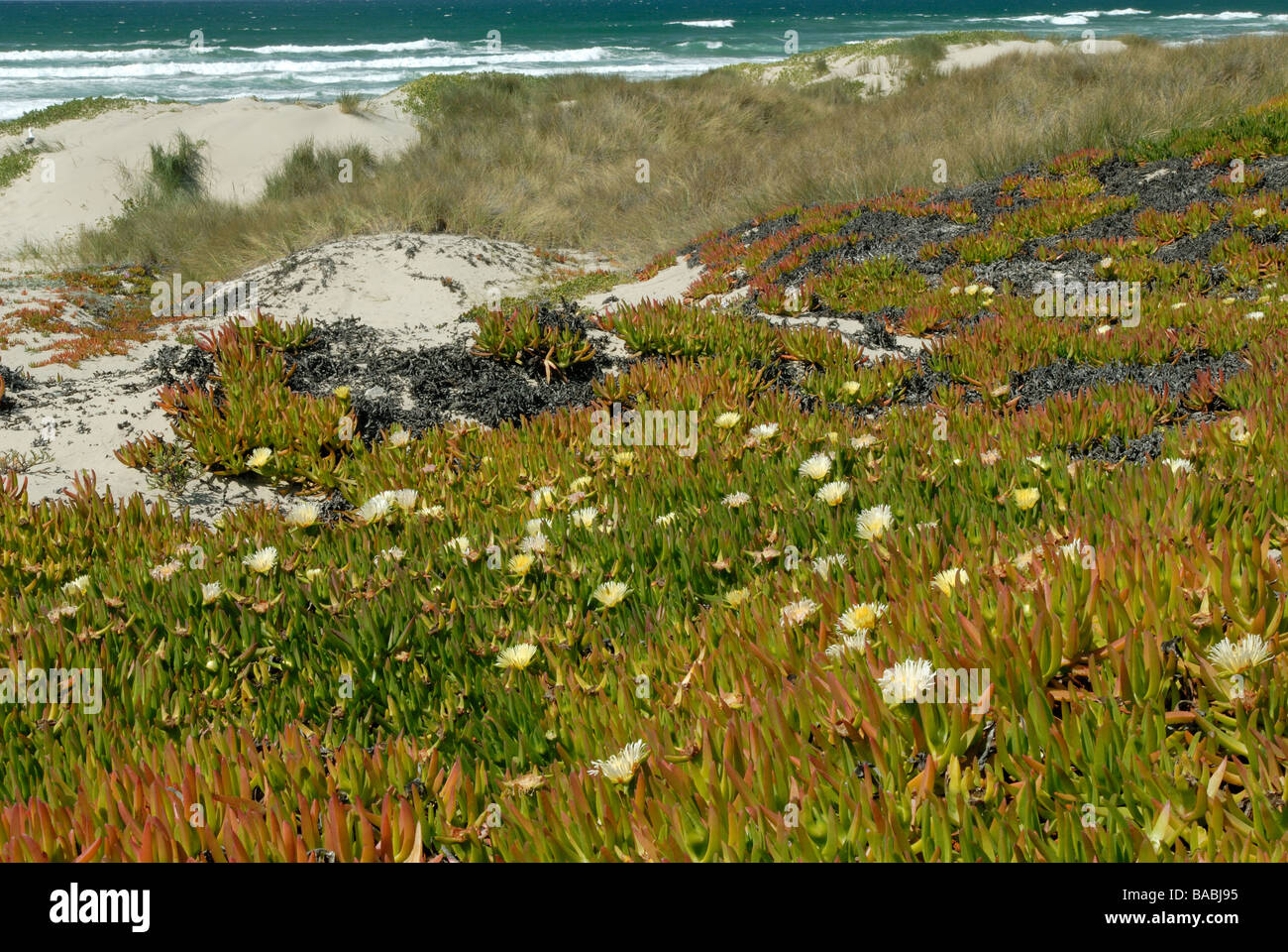 Wild flowers on a beach in California Stock Photo - Alamy
