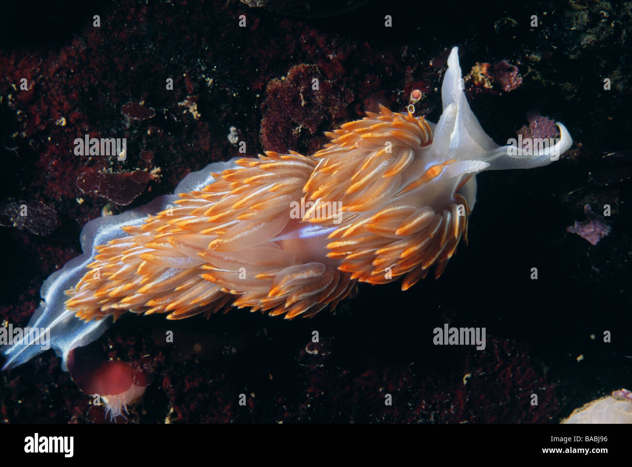Fish swimming in water Stock Photo - Alamy