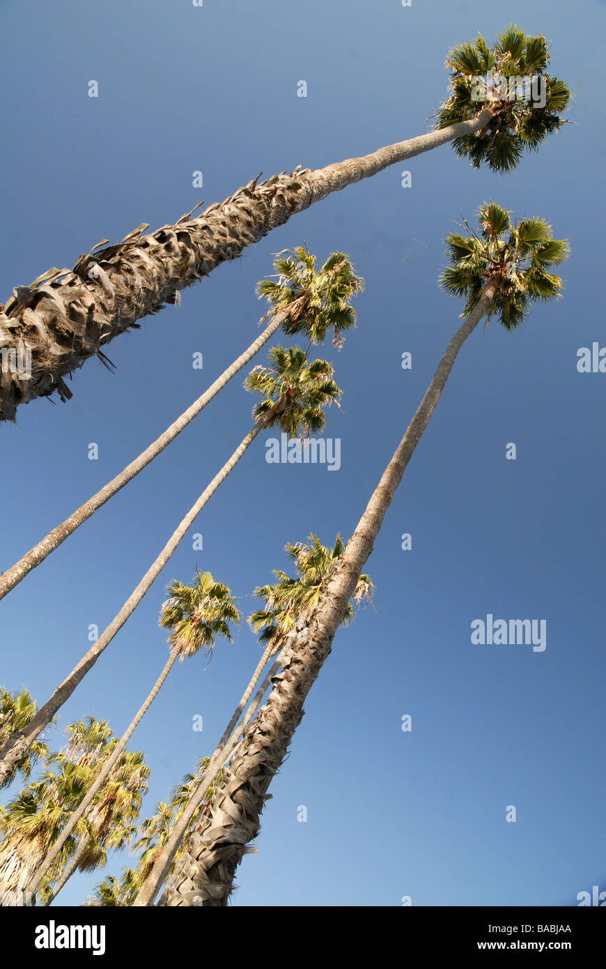Palm trees in Santa Barbara, California Stock Photo - Alamy