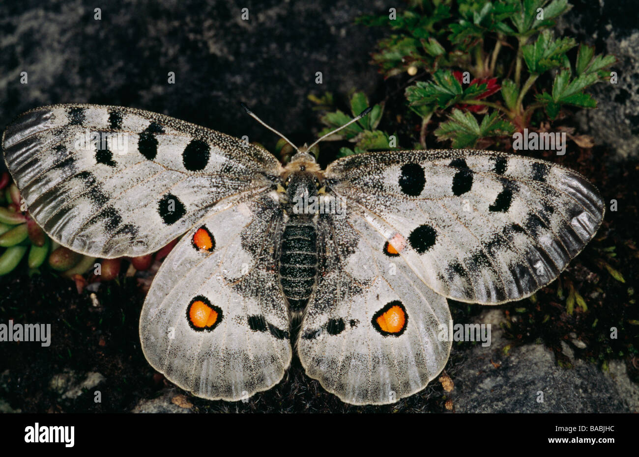 Butterfly flight patterns hi-res stock photography and images - Alamy
