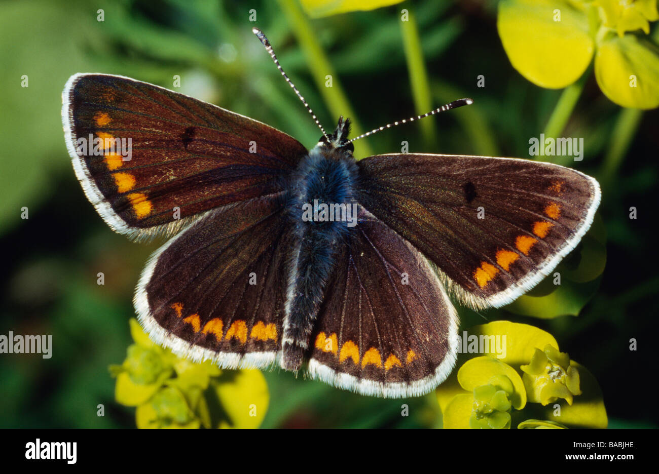 Butterfly flight patterns hi-res stock photography and images - Alamy