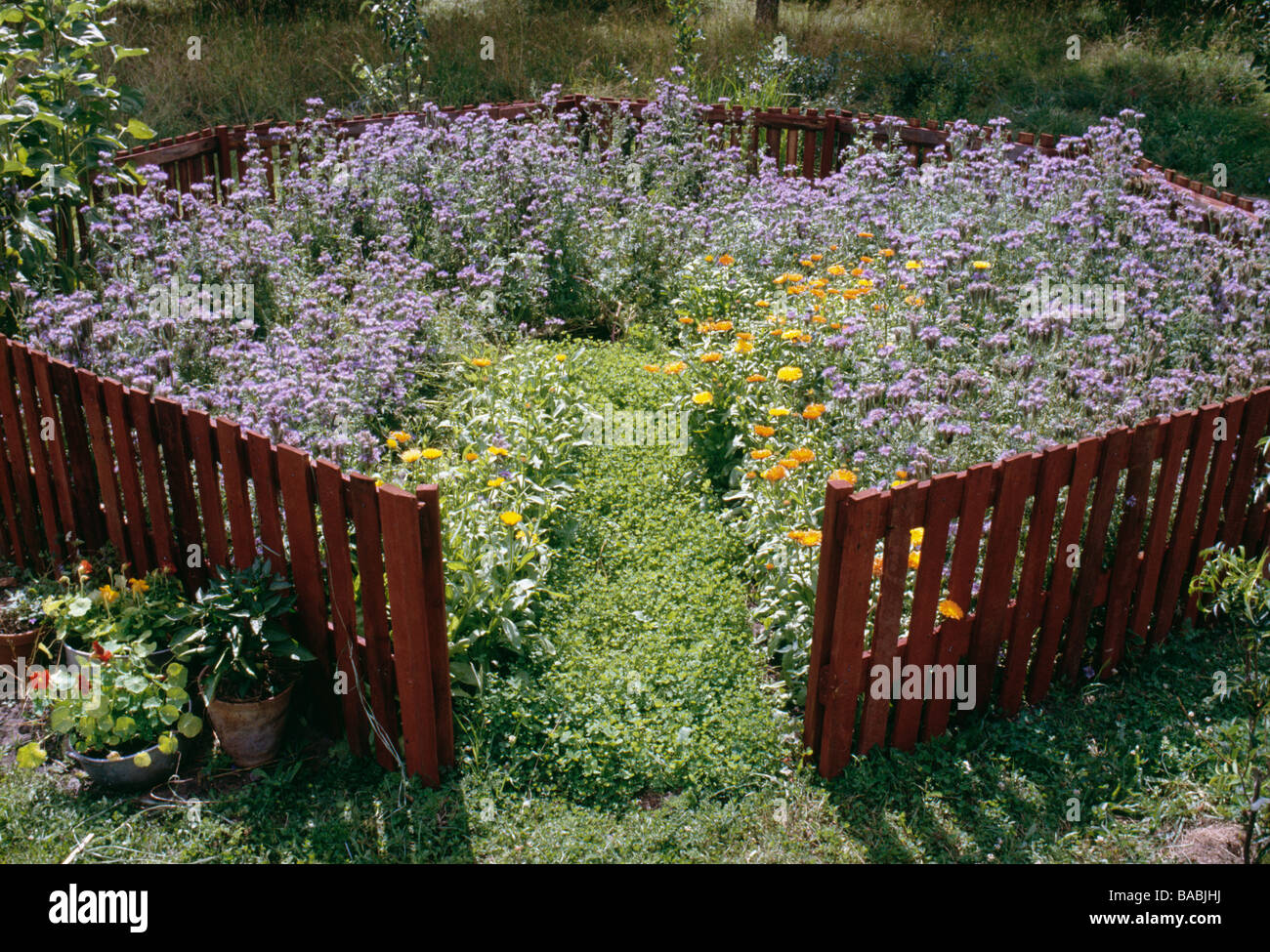 Plants with flowers in garden Stock Photo - Alamy
