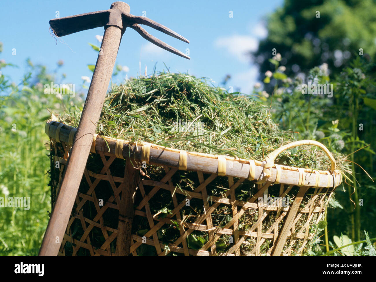 Basket filled with grass Stock Photo - Alamy