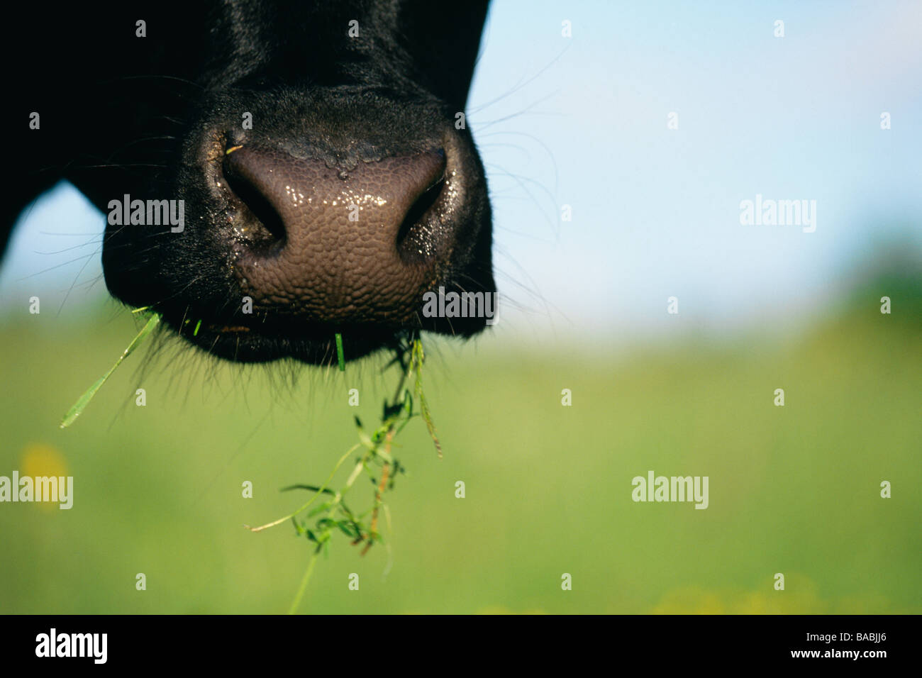 Cow eating grass Stock Photo - Alamy