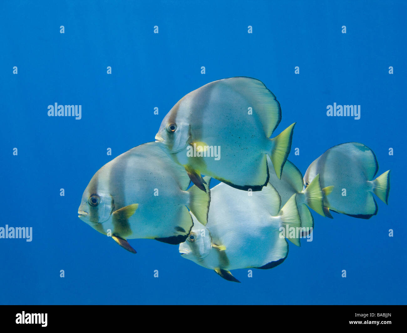 Underwater view with shoal of fish hi-res stock photography and images ...