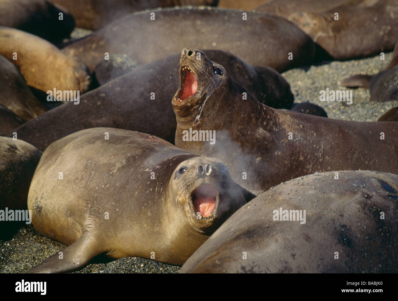 Seals lying together Stock Photo - Alamy