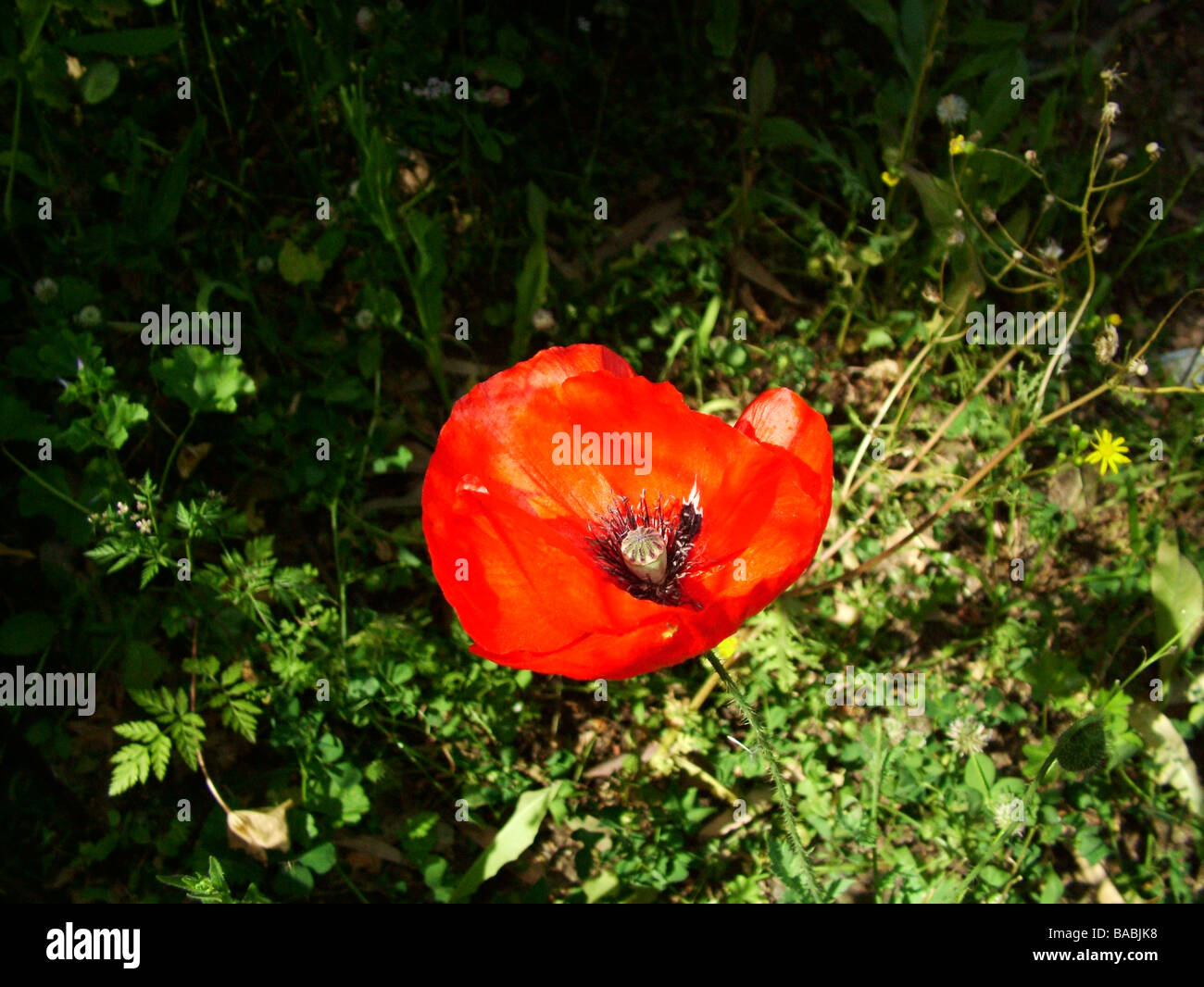 Israel Spring flower Red Poppy Stock Photo - Alamy