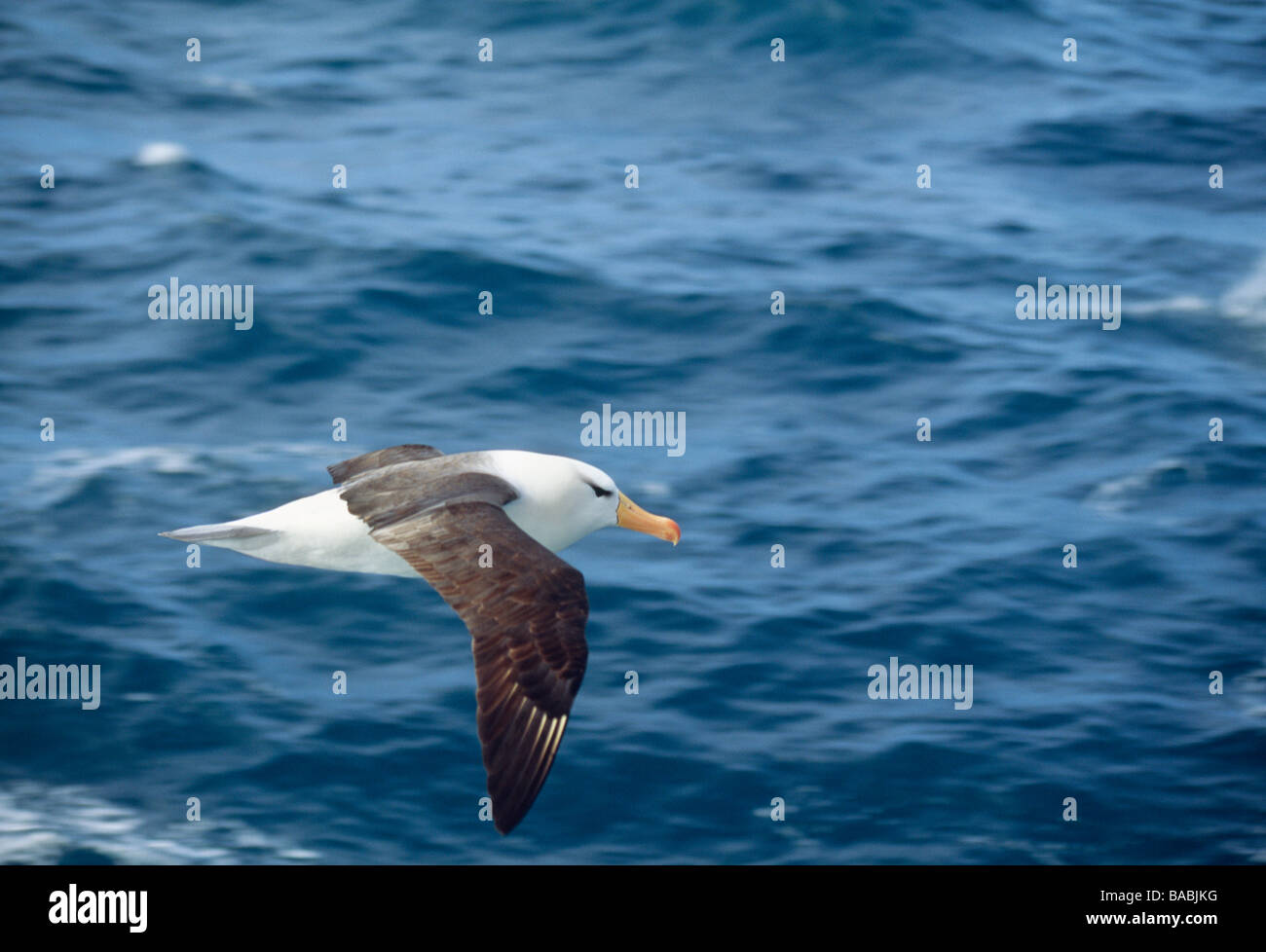 Bird flying over sea Stock Photo - Alamy