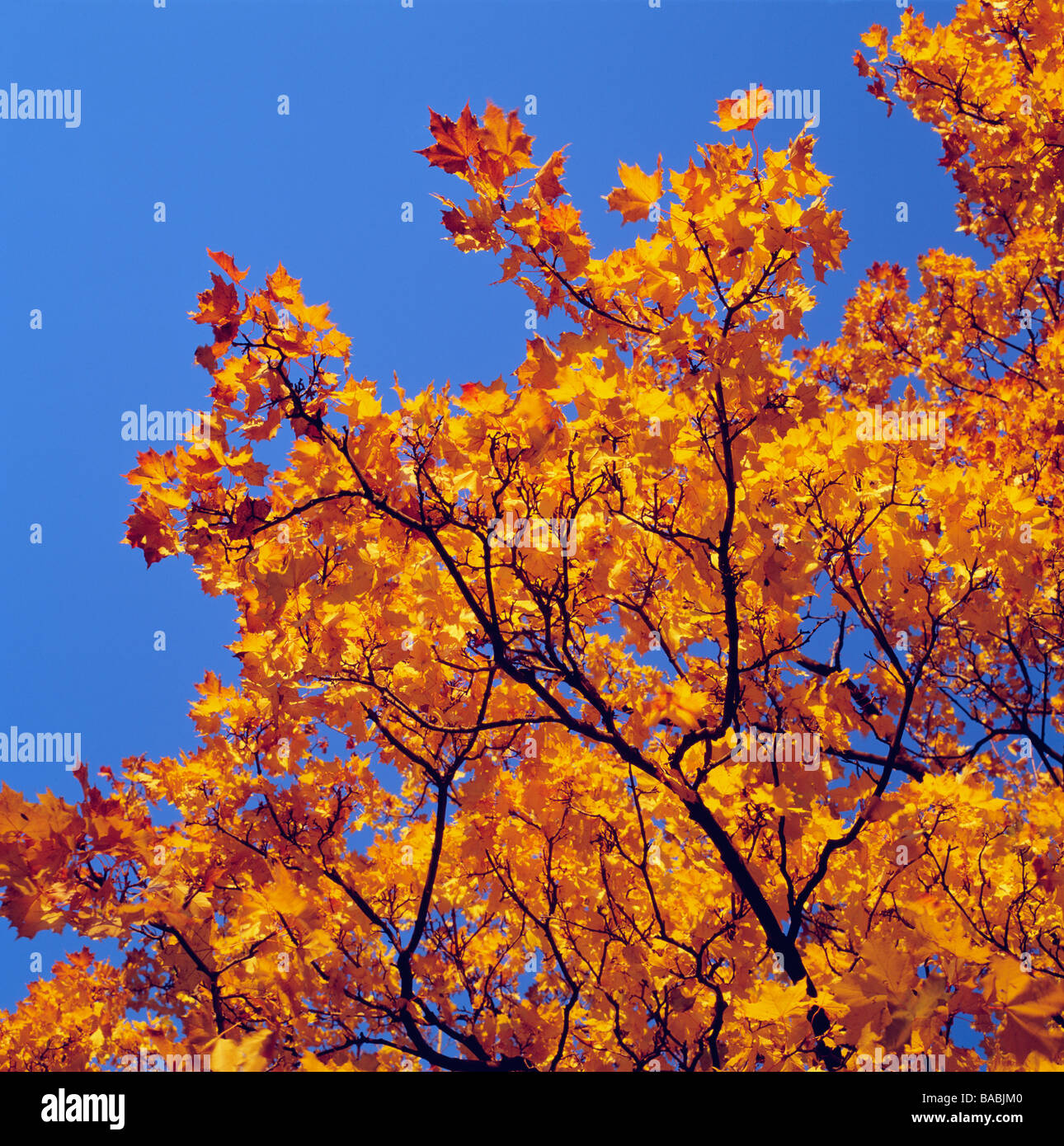 Dry branches sweden hi-res stock photography and images - Alamy