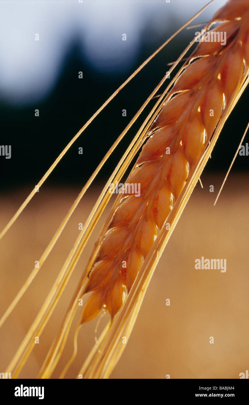 Smallest grain hi-res stock photography and images - Alamy