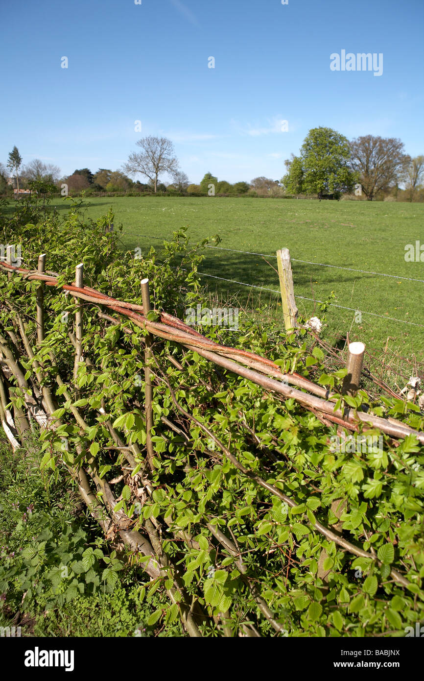 UK England traditional laid hedge with new spring growth Suffolk Stock ...