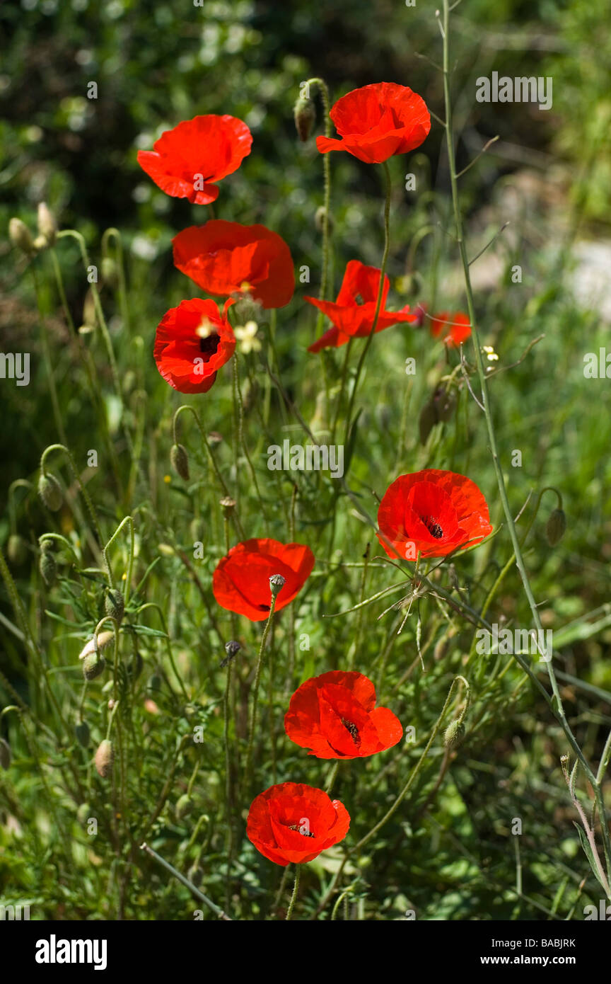 Israel Spring flower Red Poppy Stock Photo - Alamy