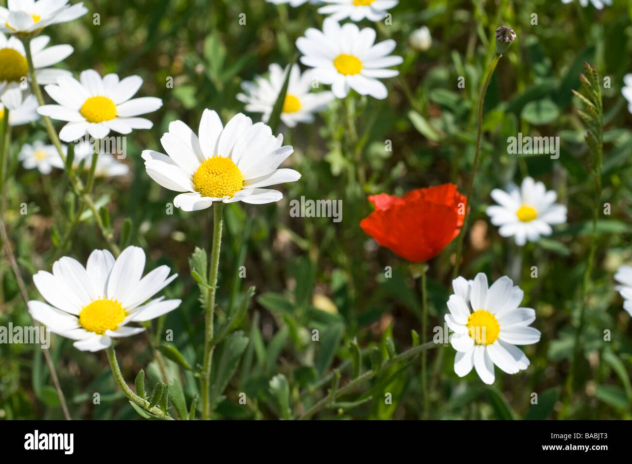 Israel Spring flower Southern Daisy Bellis sylvestris Stock Photo - Alamy