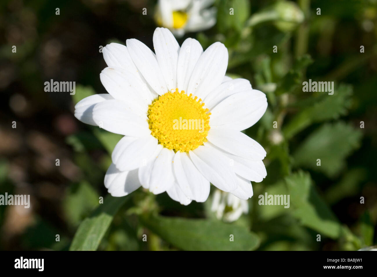 Israel Spring flower Southern Daisy Bellis sylvestris Stock Photo - Alamy