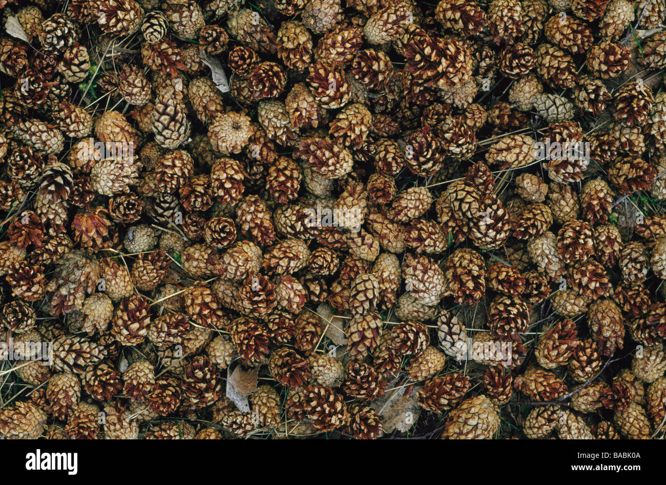 Pine cones elevated view Stock Photo - Alamy