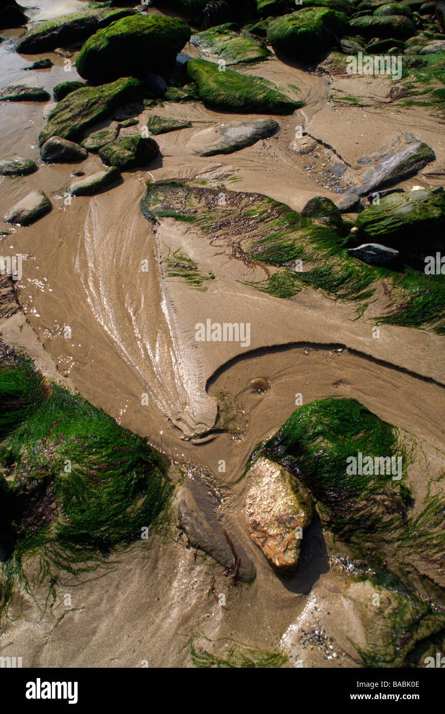 Sea moss seaweed hi-res stock photography and images - Alamy