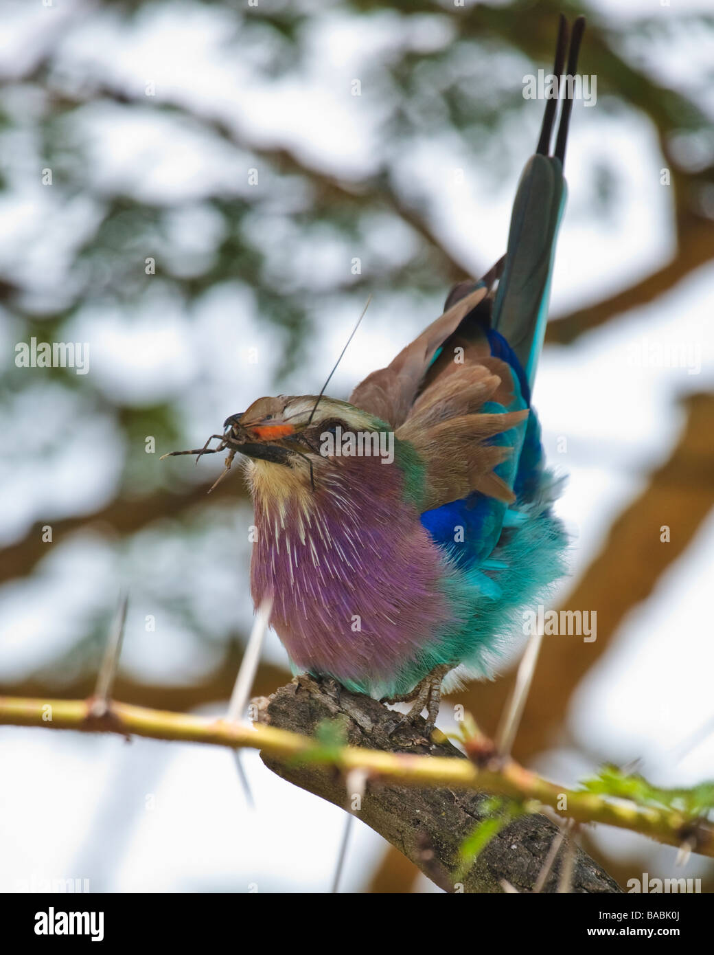 Lilac-breasted Roller (Coracias caudatus) eating insect, Tanzania Stock ...