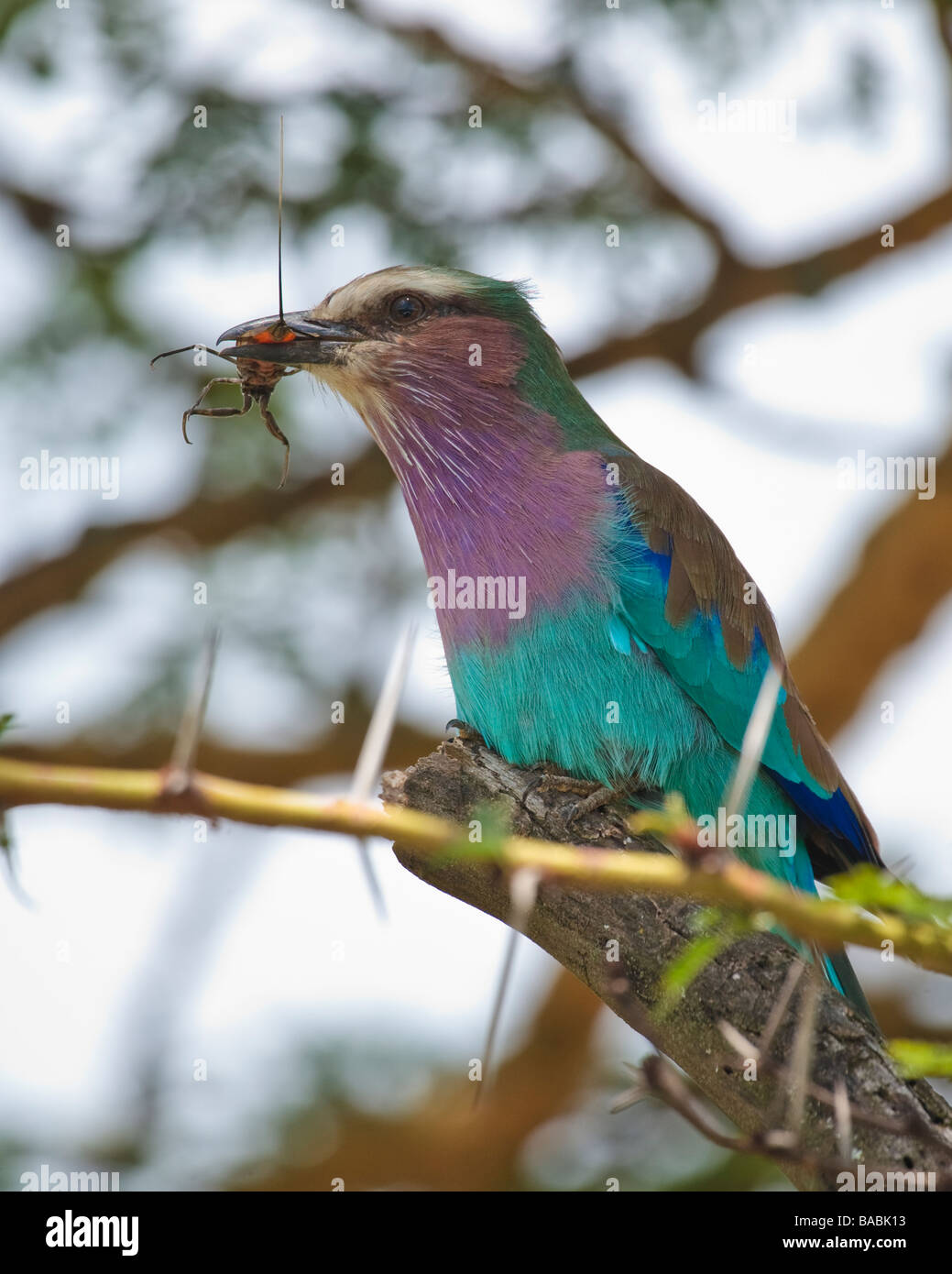 Insect eating birds hi-res stock photography and images - Alamy