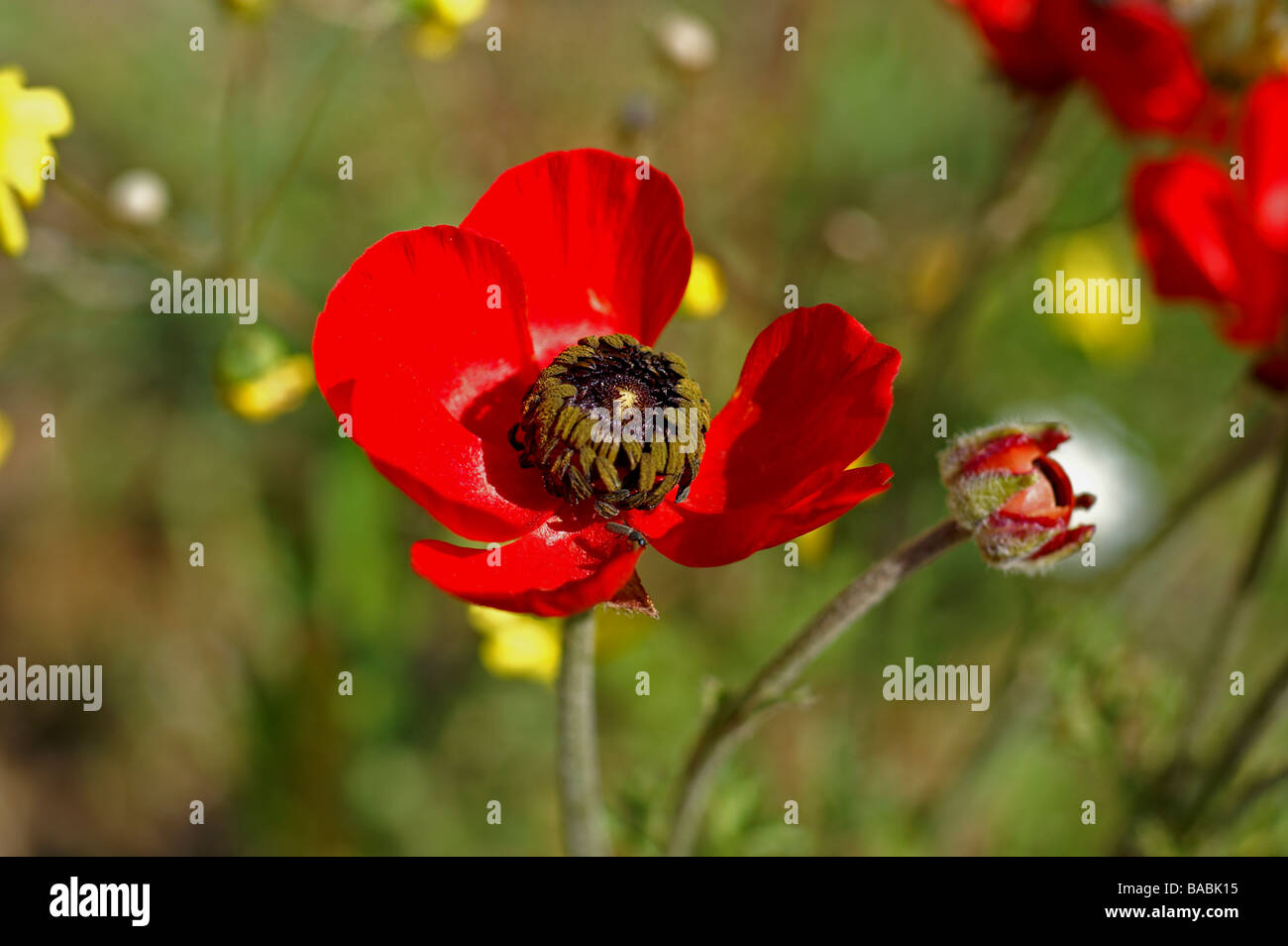 flowering field of red Anemone coronaria Israel Spring Stock Photo - Alamy