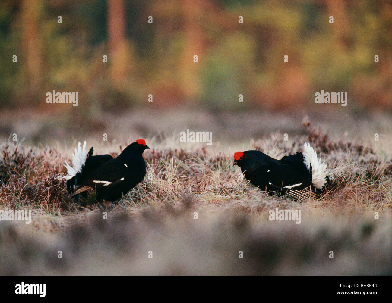 Birds on hay Stock Photo - Alamy