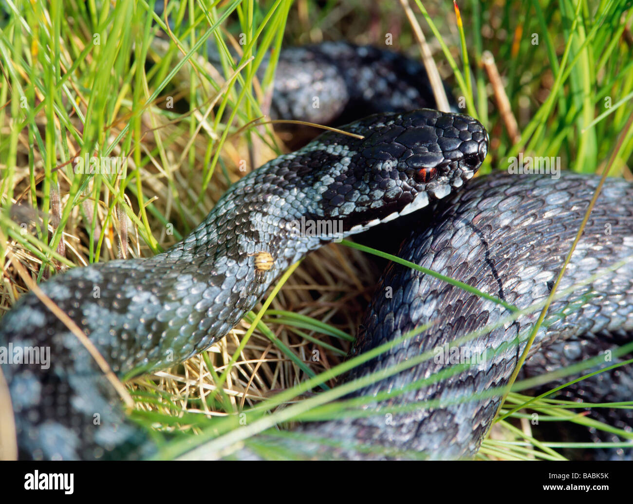 Swedish snakes hi-res stock photography and images - Alamy