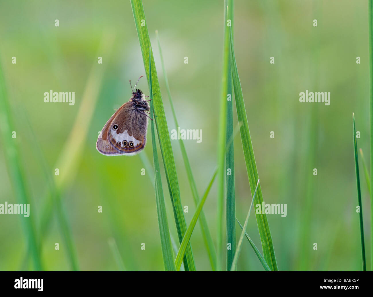 Very smallest butterfly hi-res stock photography and images - Alamy
