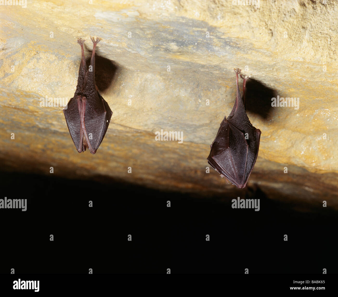 Strong bats hi-res stock photography and images - Alamy