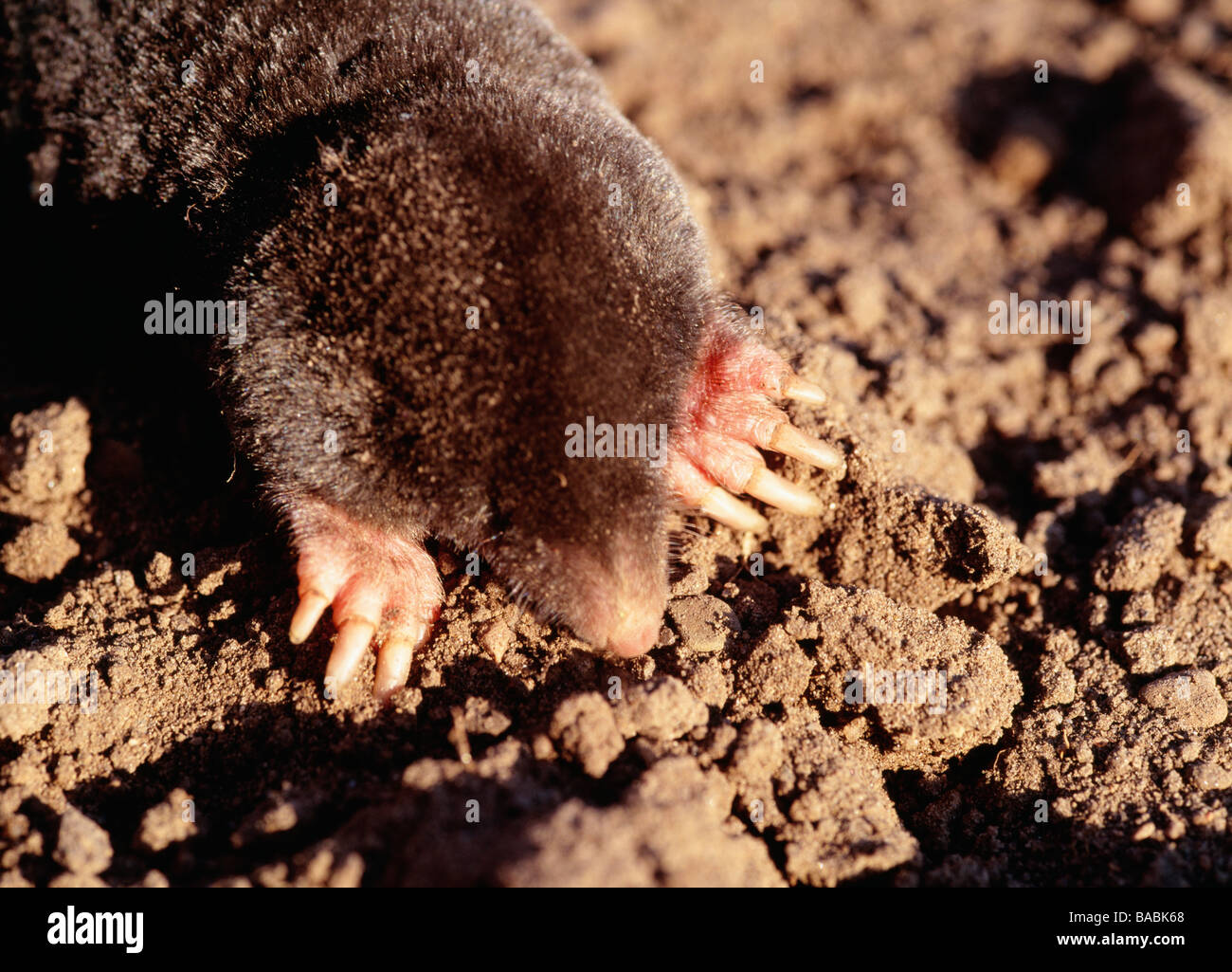 Rat overhead view Stock Photo - Alamy