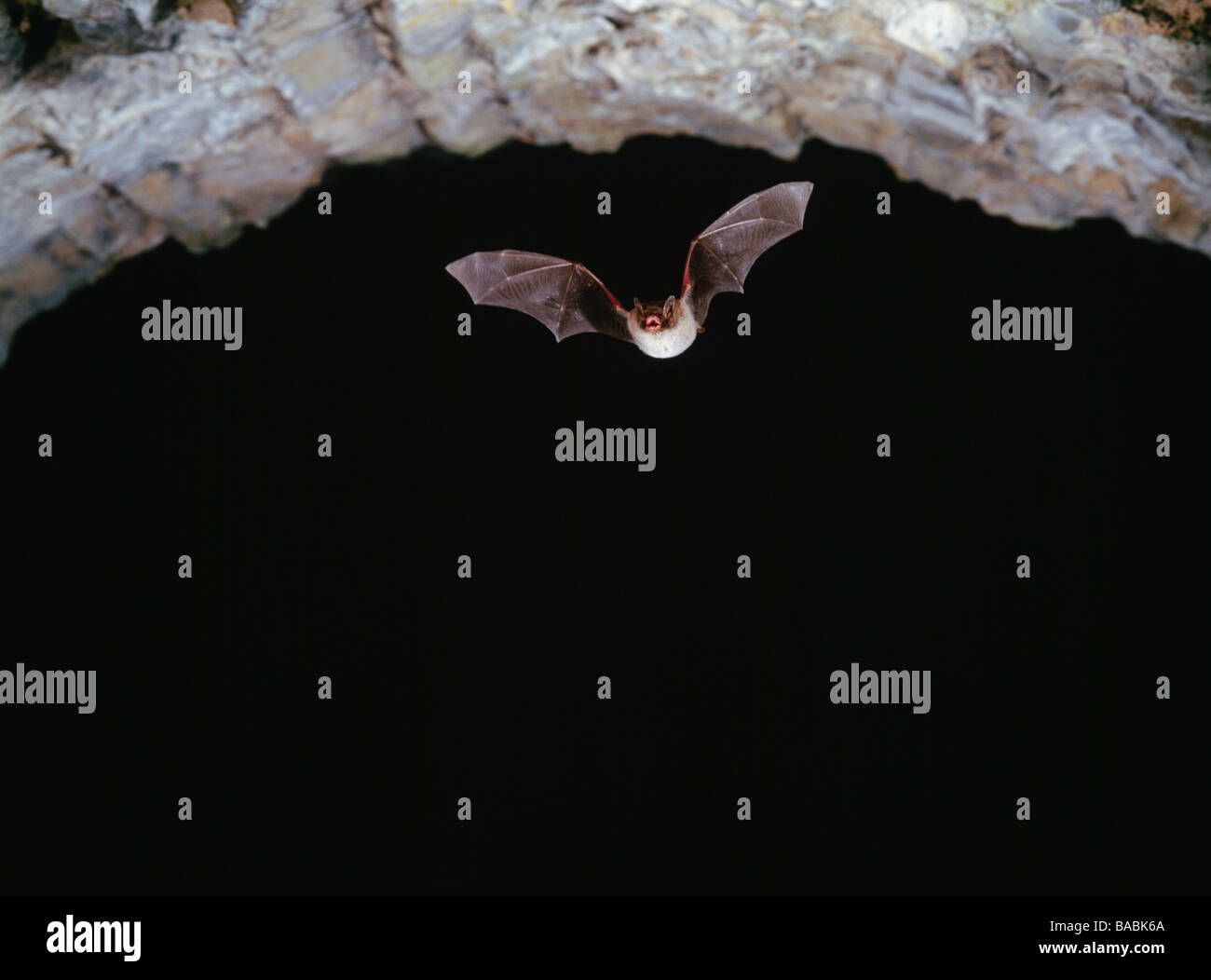 Smallest bat species hi-res stock photography and images - Alamy