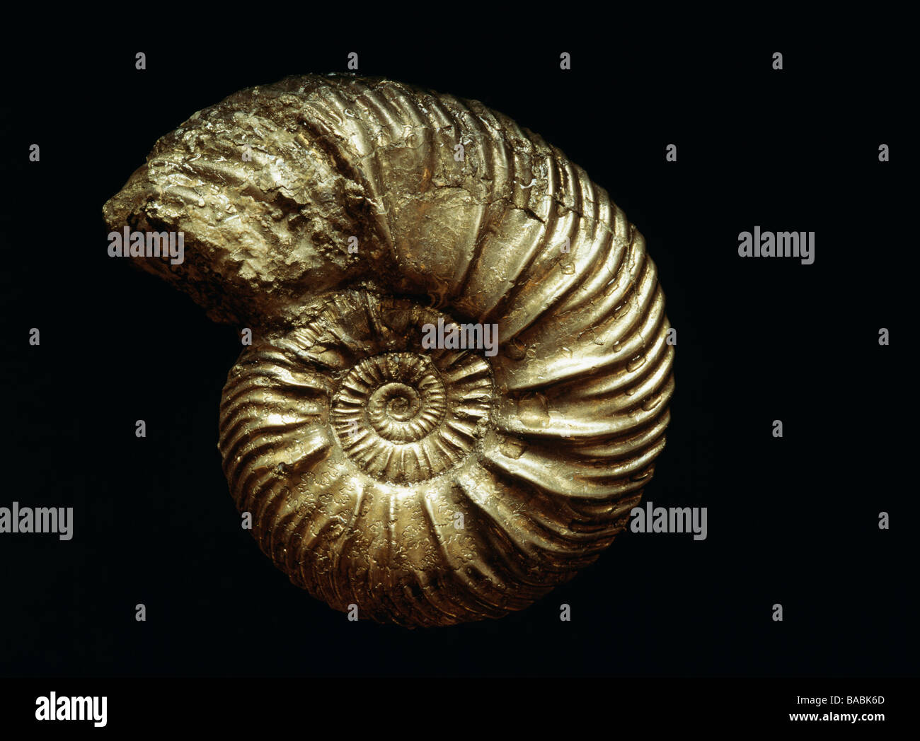 Round Shell Shapes High Resolution Stock Photography and Images - Alamy