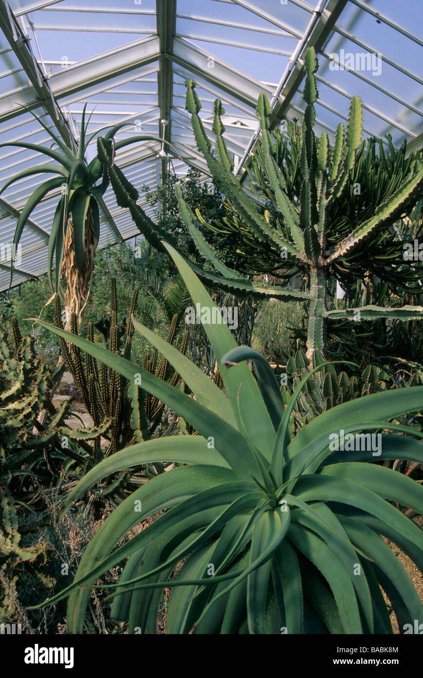 the arid plants section in the Princess of Wales Conservatory Kew ...