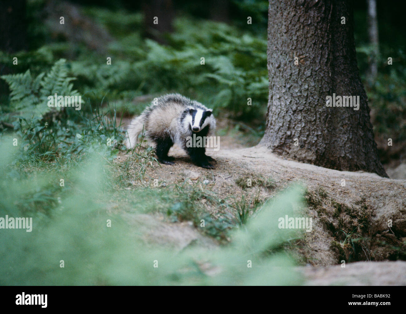 Skunk Animal In Tree High Resolution Stock Photography and Images - Alamy
