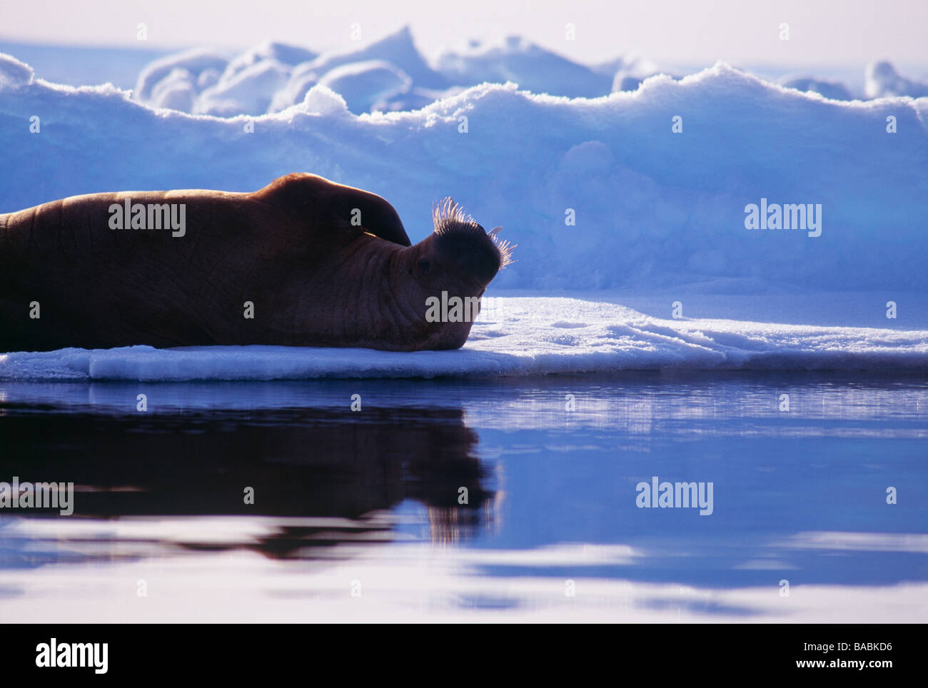 Seal lying on ice Stock Photo - Alamy