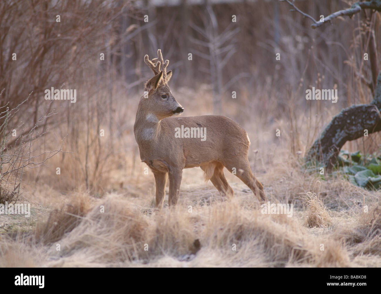 Deer standing in grassland Stock Photo - Alamy