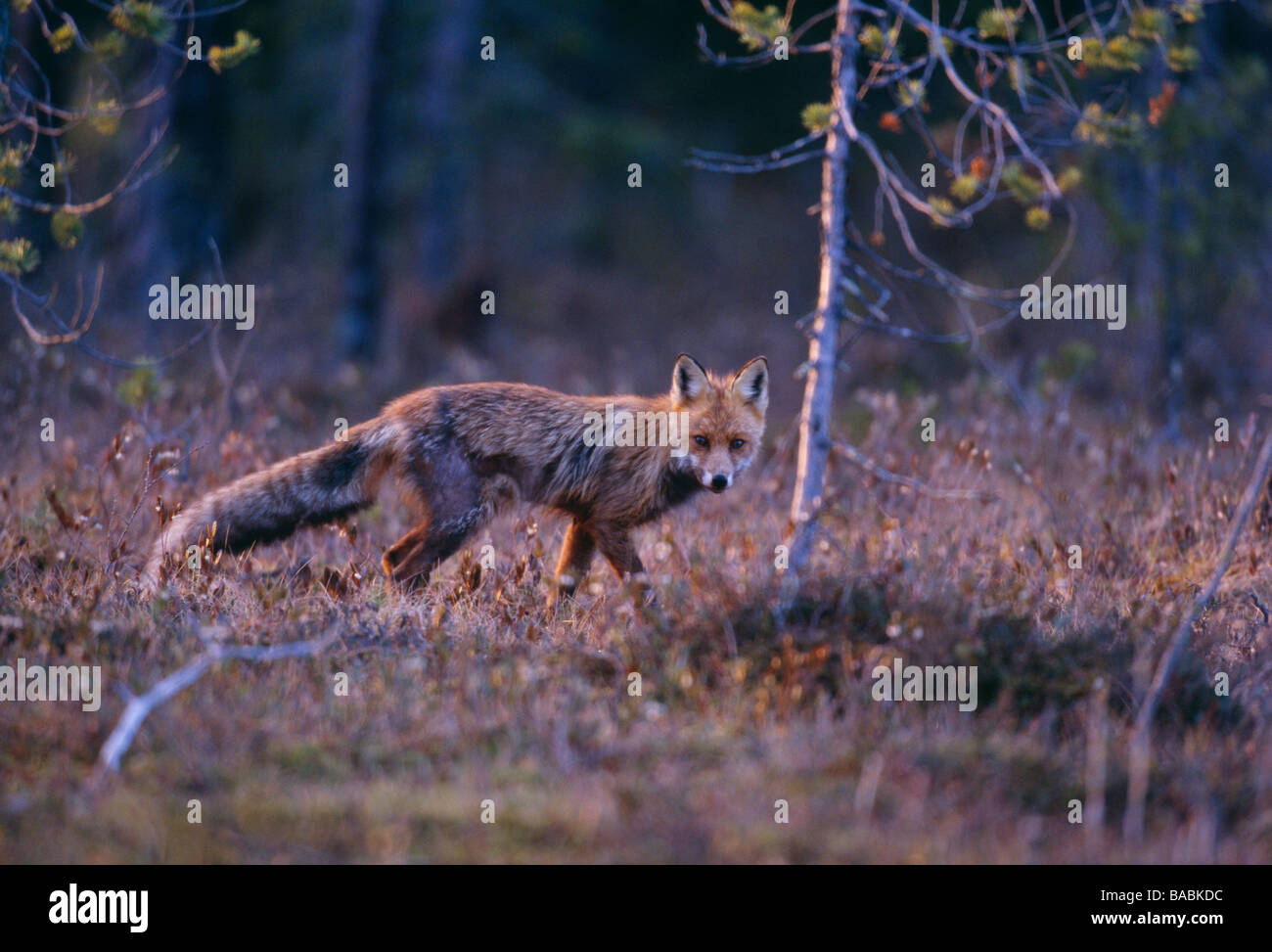 Fox in grassland Stock Photo - Alamy