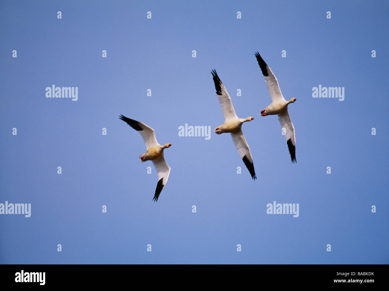Birds flying together Stock Photo - Alamy