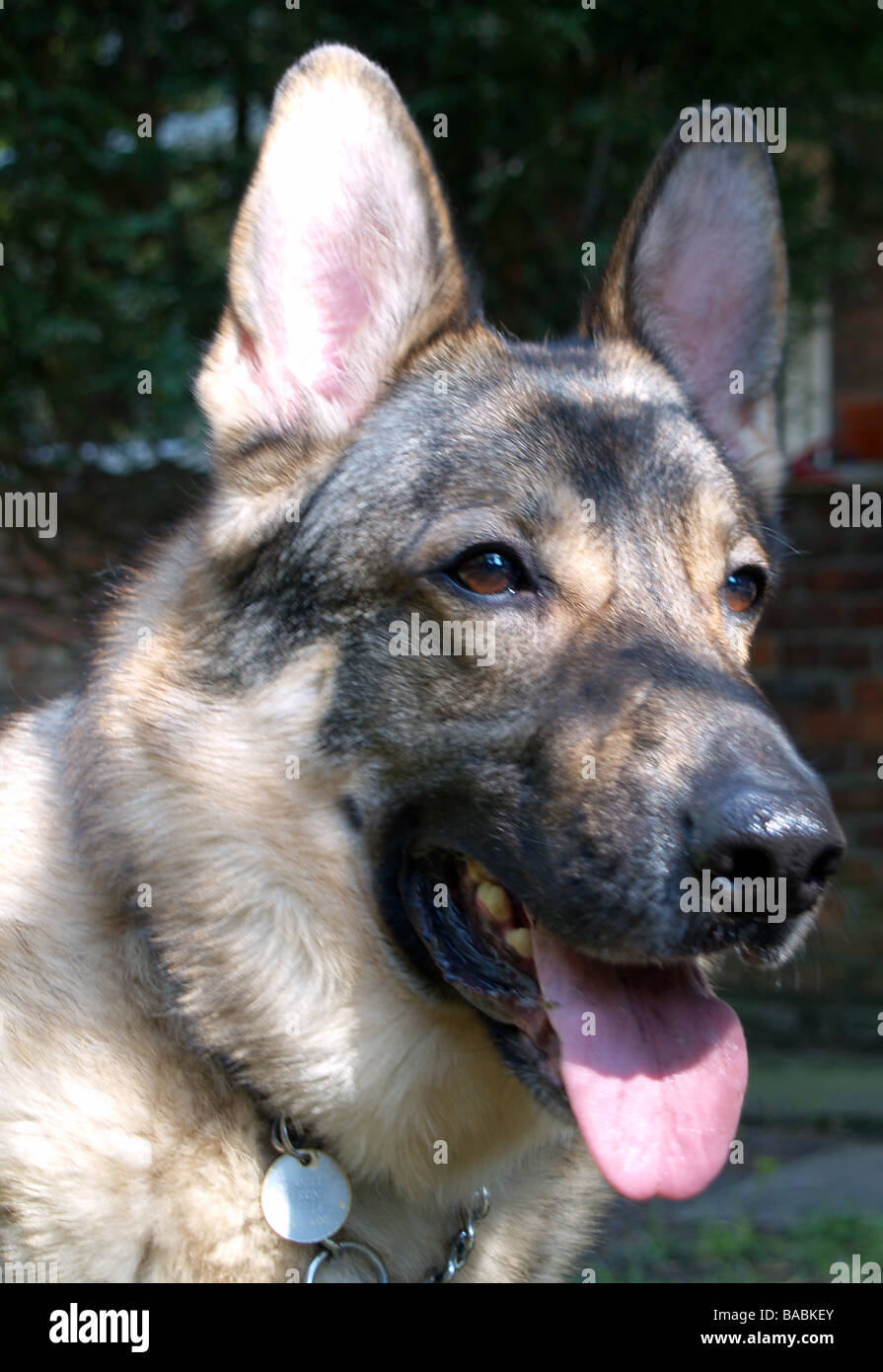 German Shepherd dog face and head photograph portrait Stock Photo - Alamy