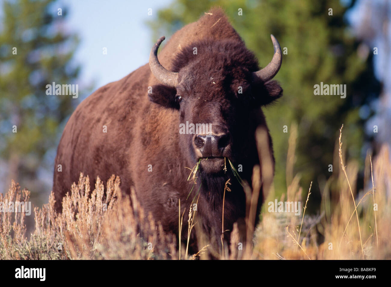 Bull baiting hi-res stock photography and images - Alamy
