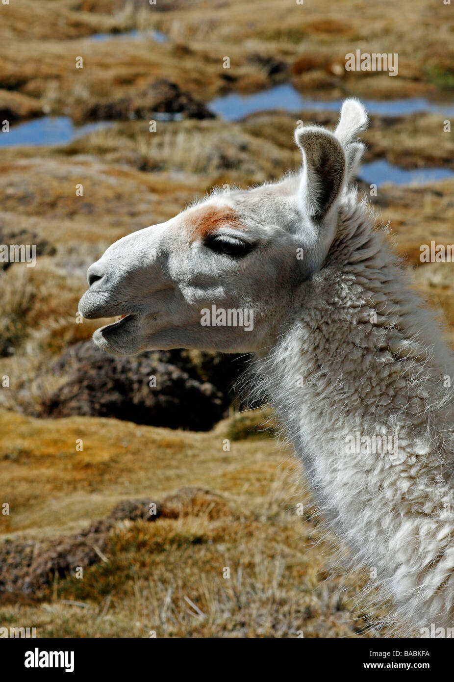 Lama glama spitting hi-res stock photography and images - Alamy