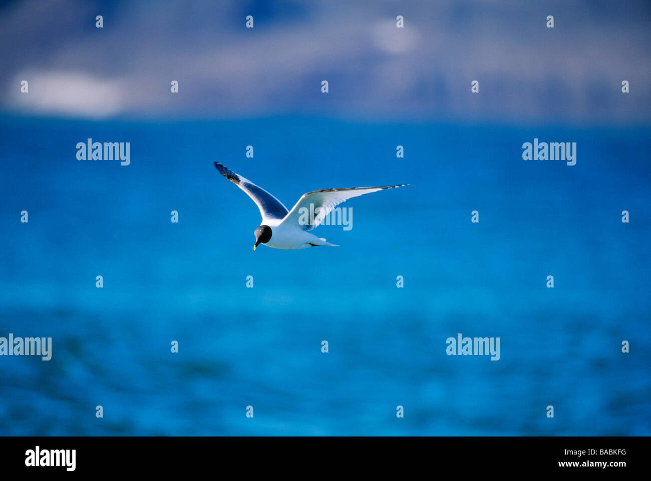 Bird flying above sea Stock Photo - Alamy